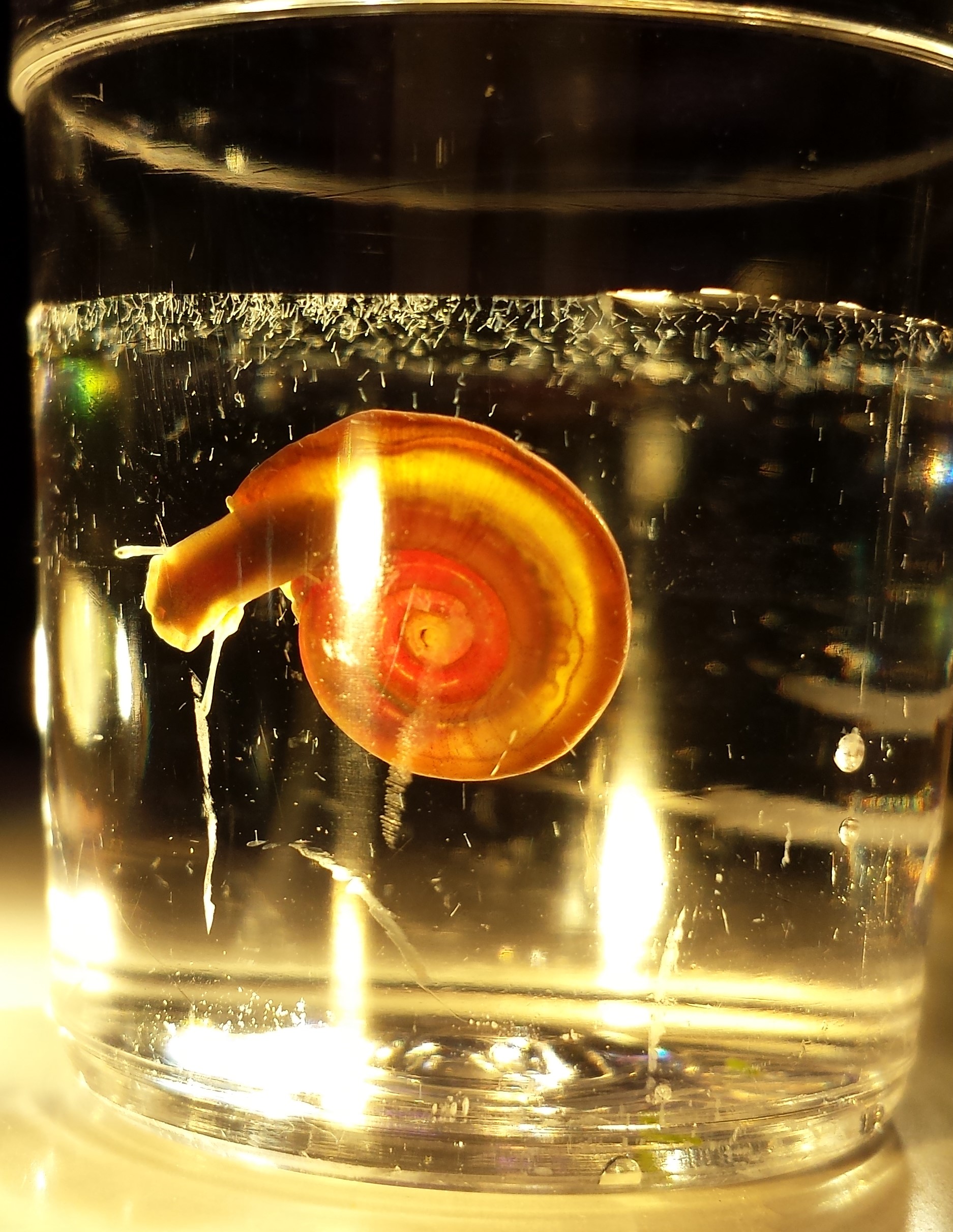 Snail Resource Collection | GSA